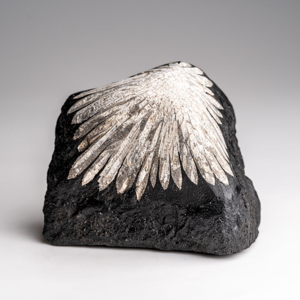 Astro Gallery of Gems Chrysanthemum Stone From China (191.2 Grams ...