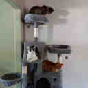 Archie & Oscar™ Timmins 78.3" Multi-Level Cat Tree with Cat Scratching ...