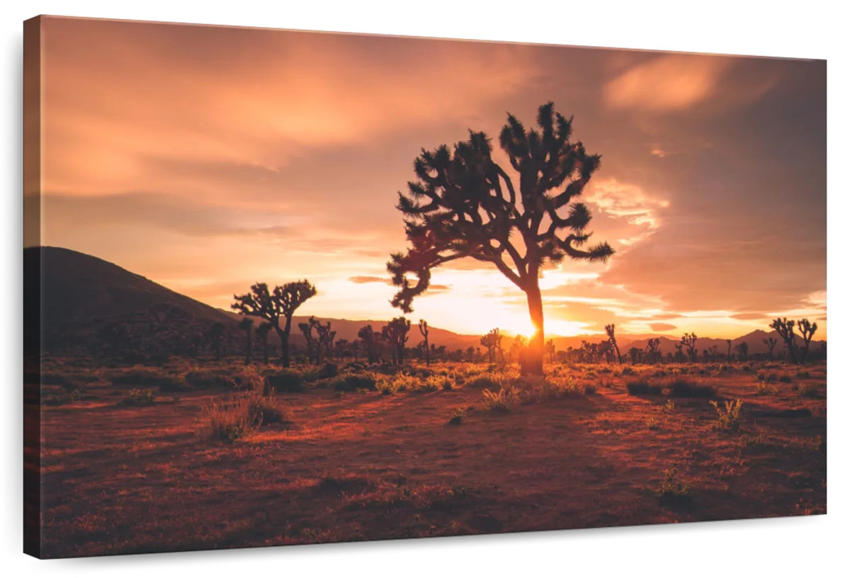 Elephant Stock Joshua Tree Desert Sunset | Wayfair