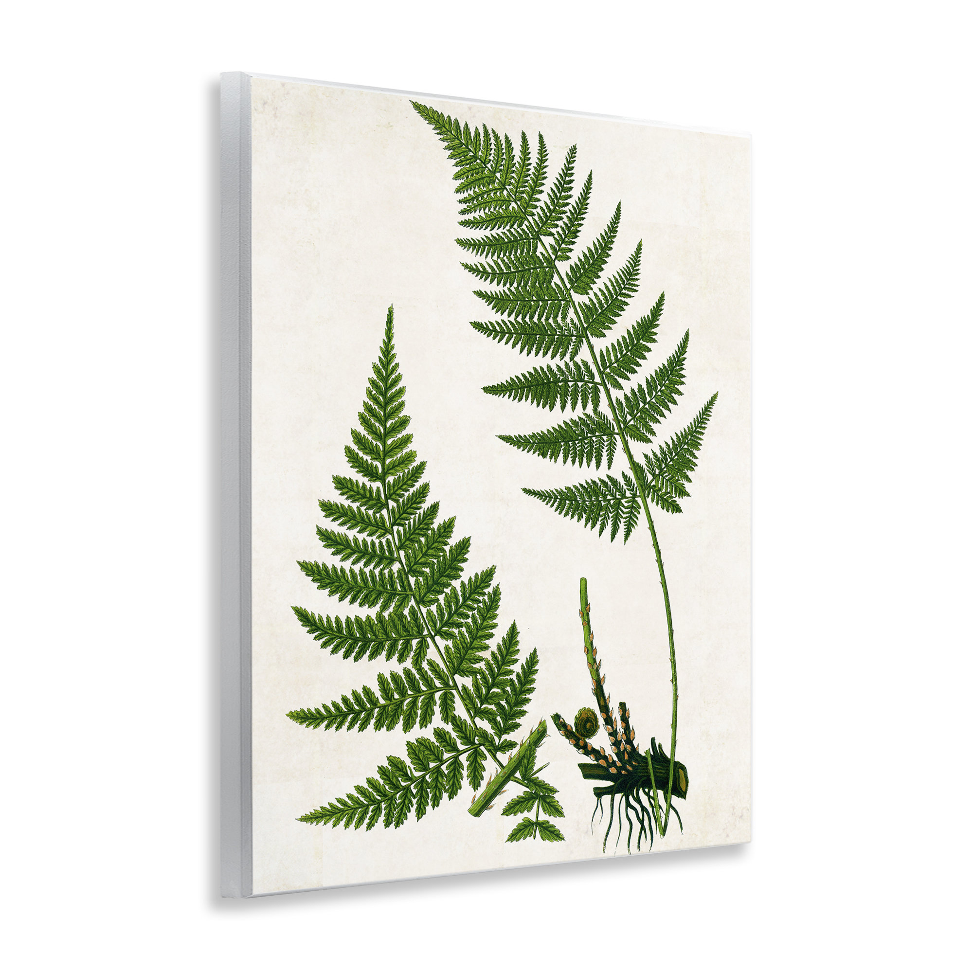 Union Rustic Two Ferns Nature Study Wall Plaque Art by Susan Arnot ...
