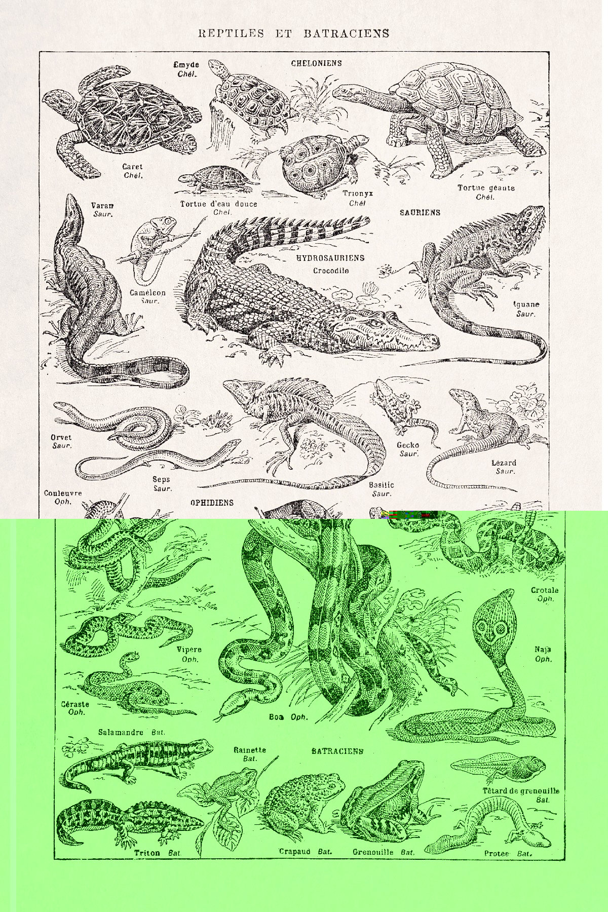 Bay Isle Home™ Illustration About Reptiles | Wayfair