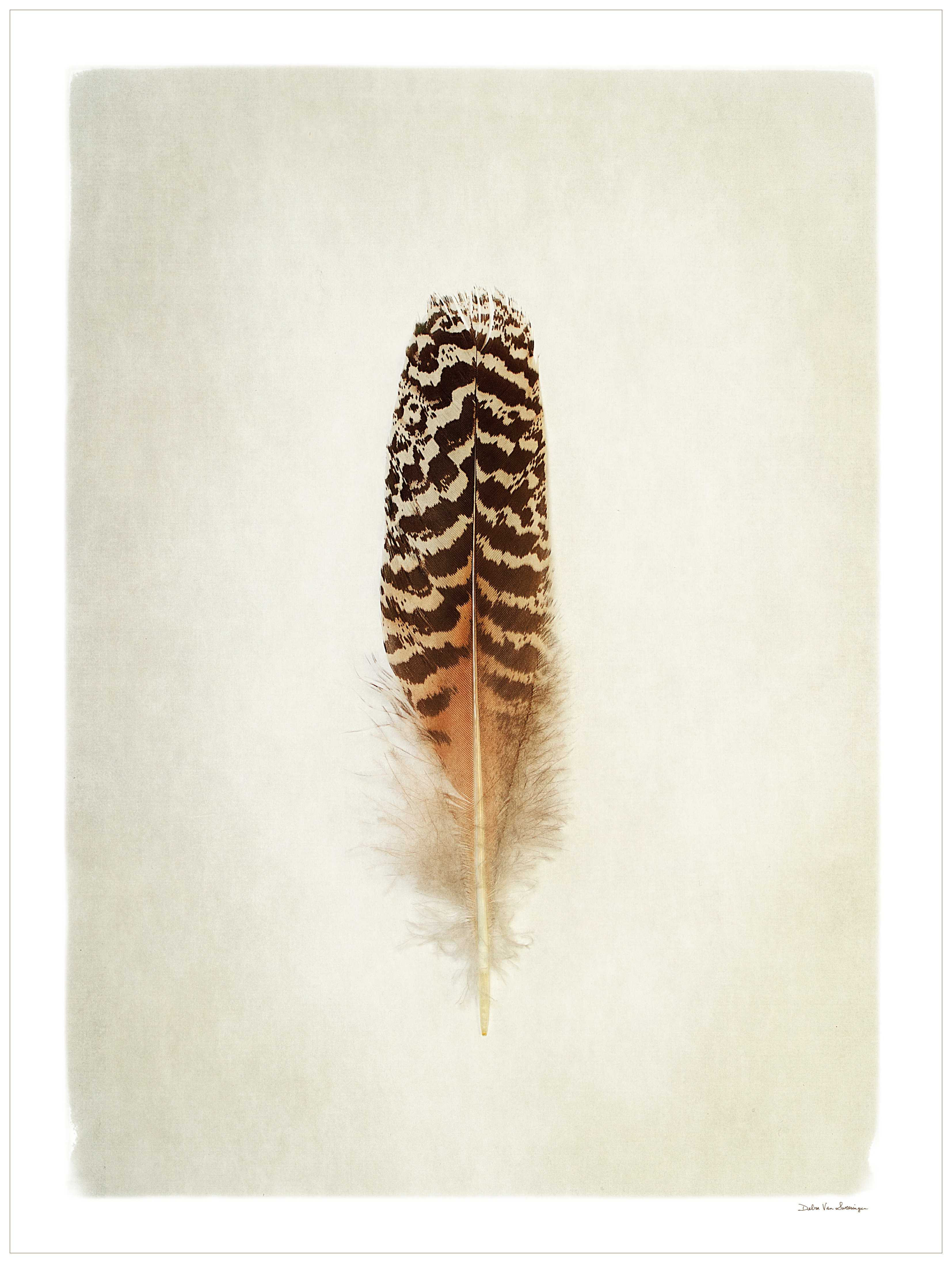 Bungalow Rose Feather I by Debra Van Swearingen - Wrapped Canvas Print ...