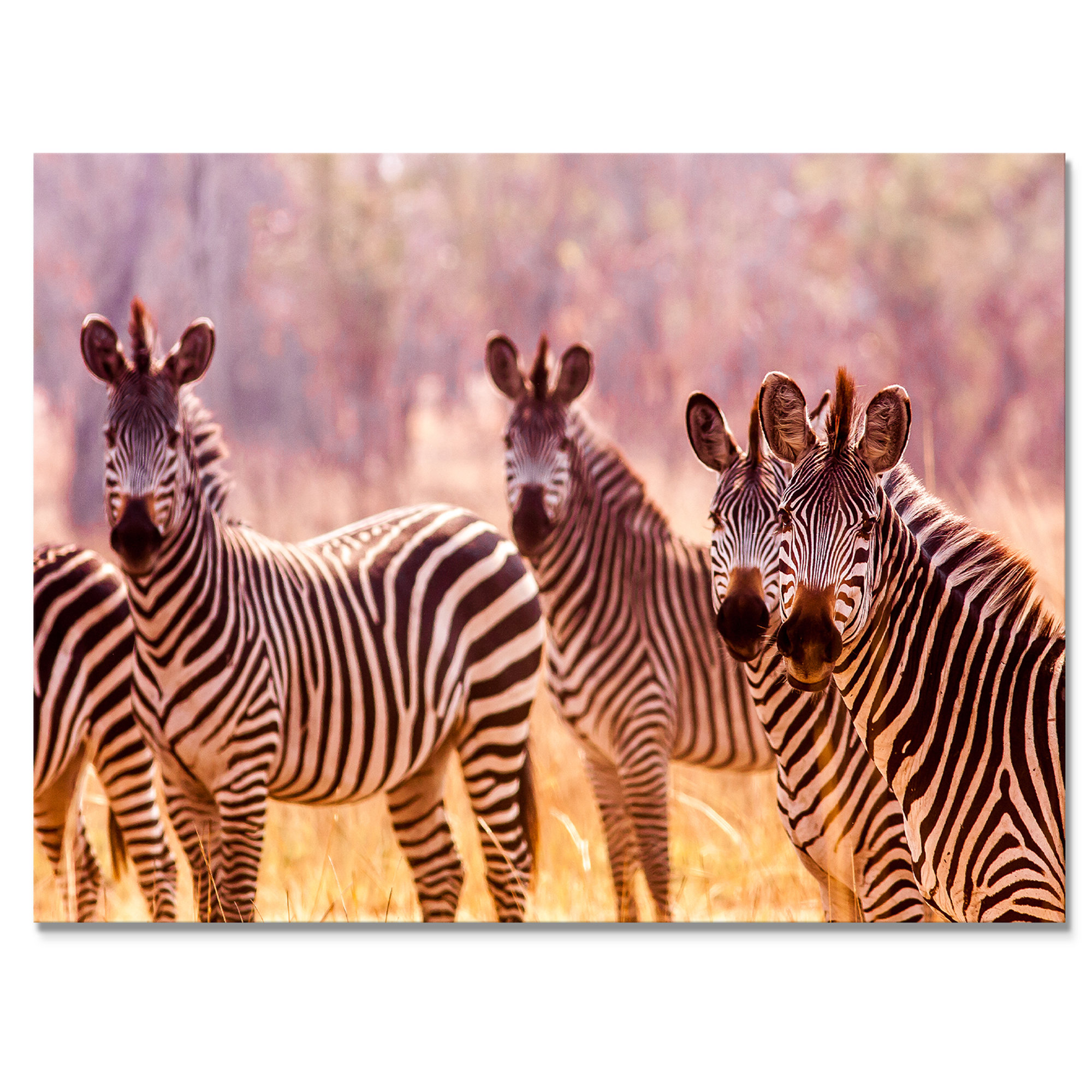Ebern Designs African Zebra Family Portrait - Photograph on Canvas ...