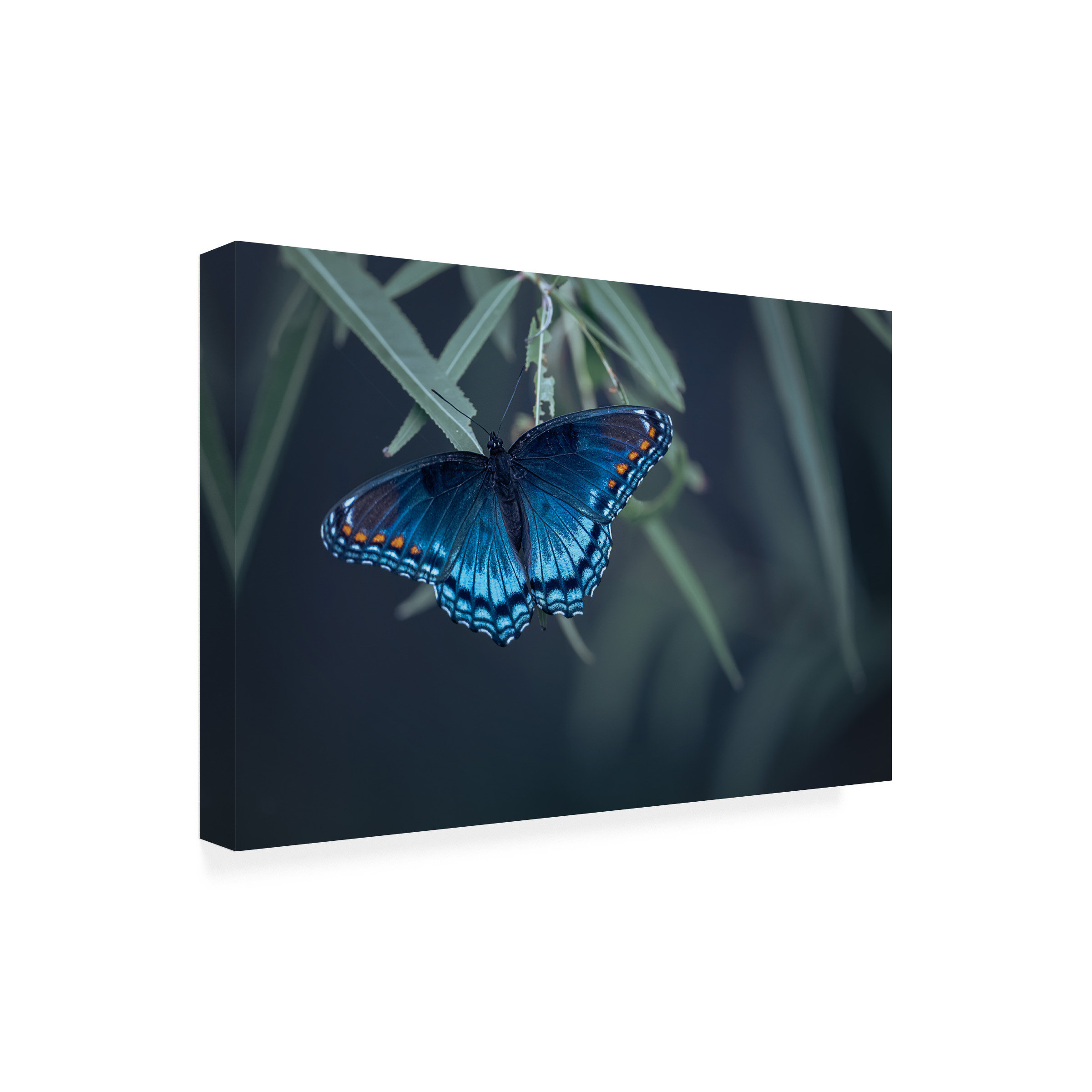 Trademark Fine Art Modern & Contemporary Butterfly On Canvas by Ivy ...