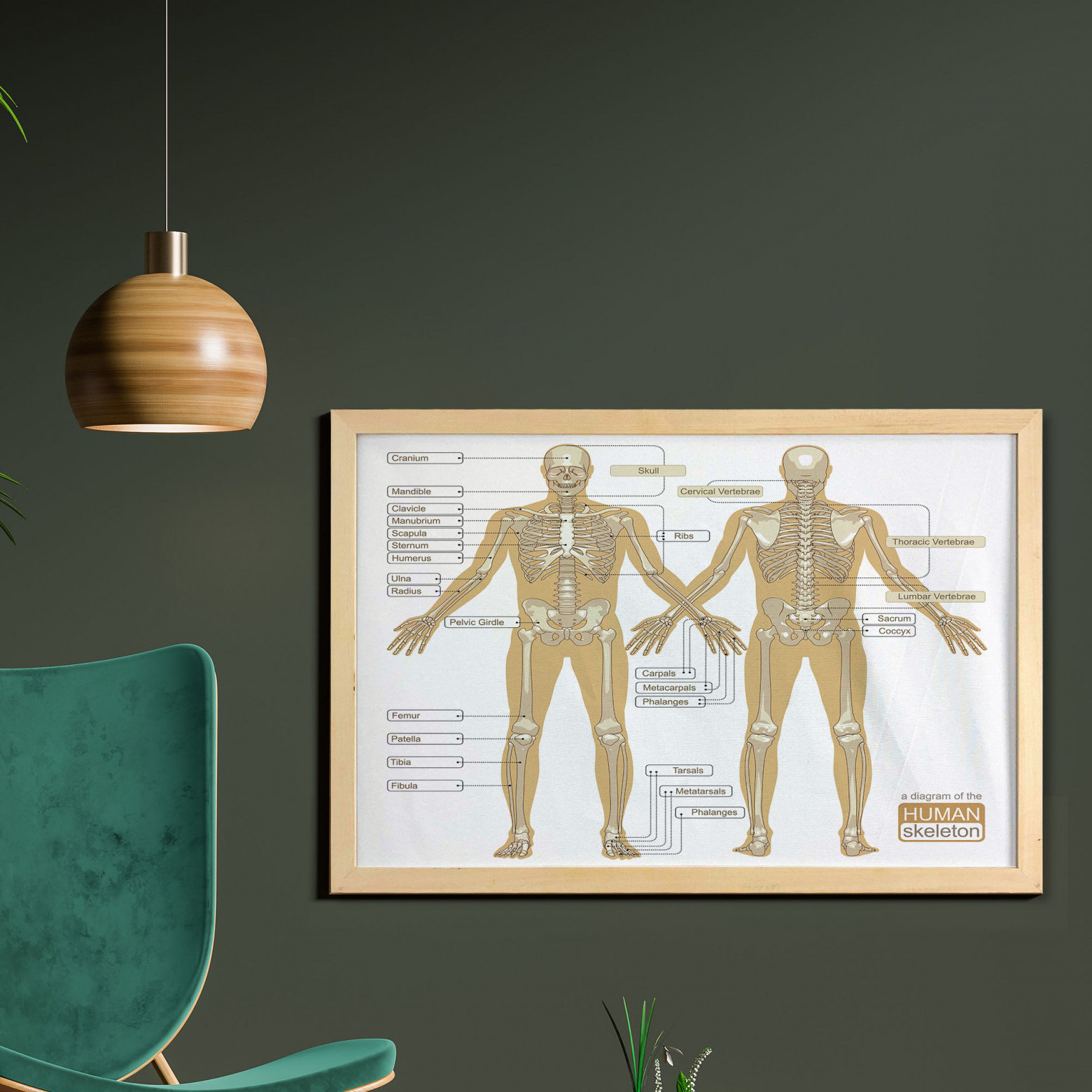 East Urban Home Ambesonne Human Anatomy Wall Art With Frame, Diagram Of ...