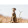 Natur Pur Meerkat On The Lookout by Skilpad - Print | Wayfair.co.uk