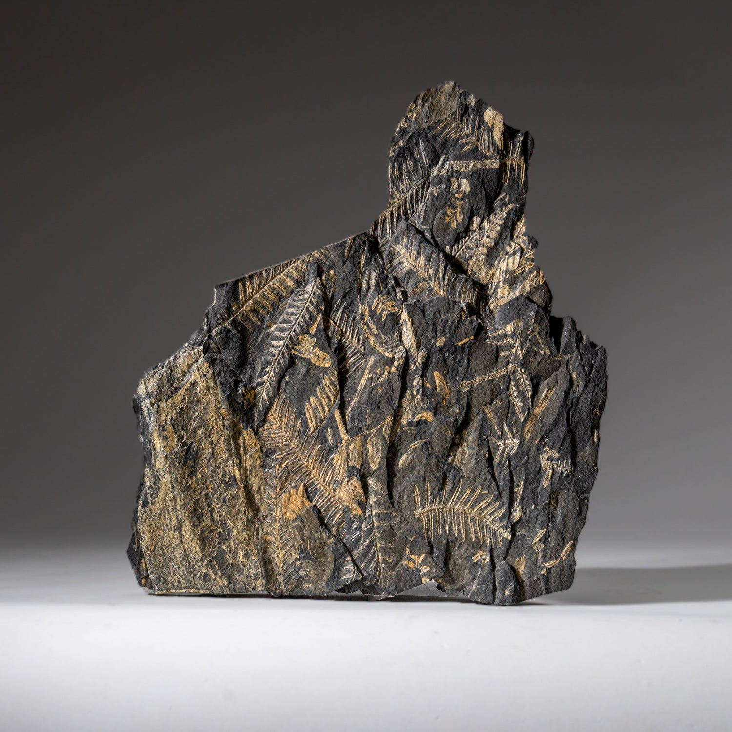 Astro Gallery of Gems Genuine Fern Fossils From St. Clair, Pennsylvania ...