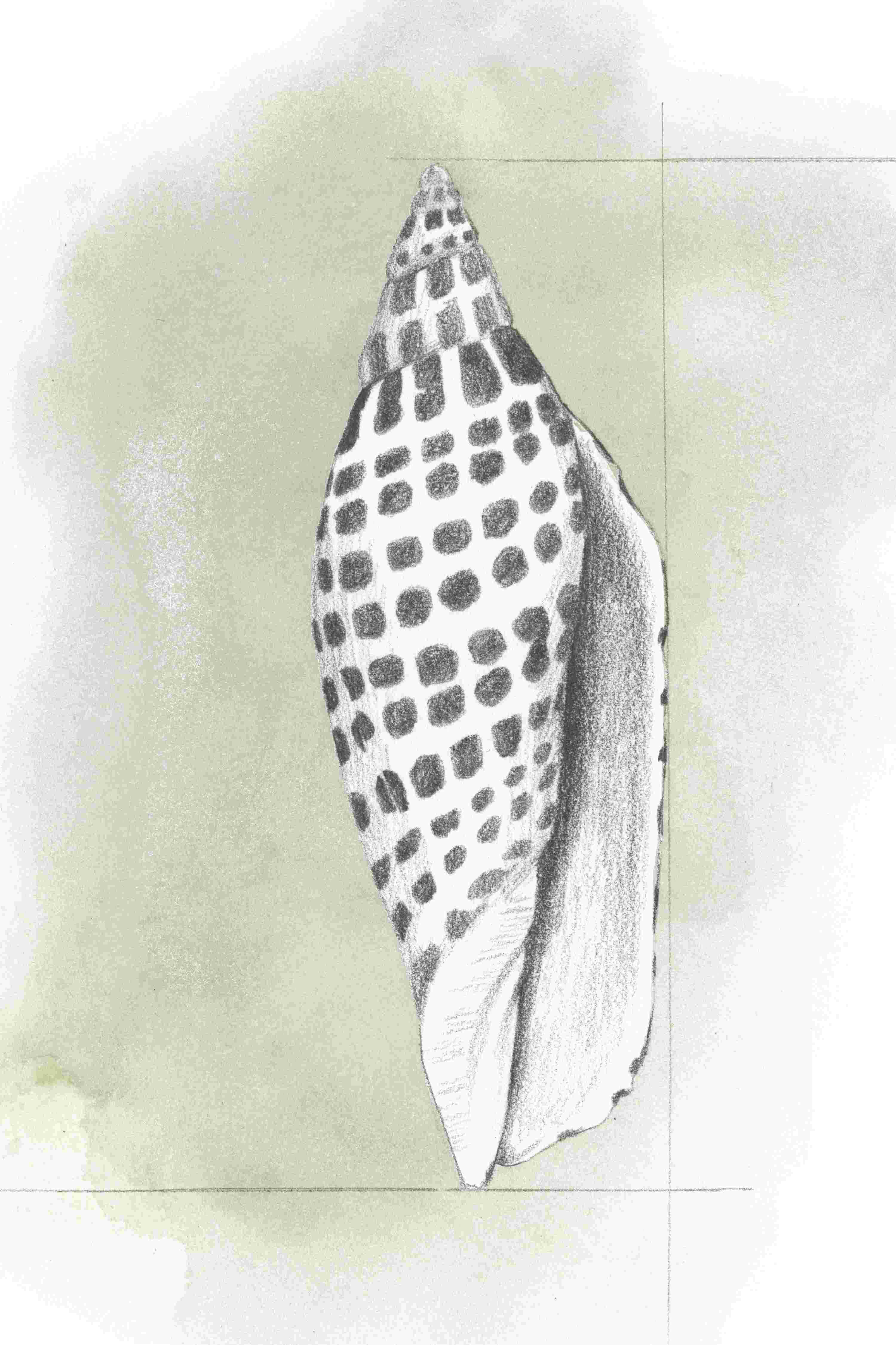 Rosecliff Heights Shell Diagram IV | Wayfair