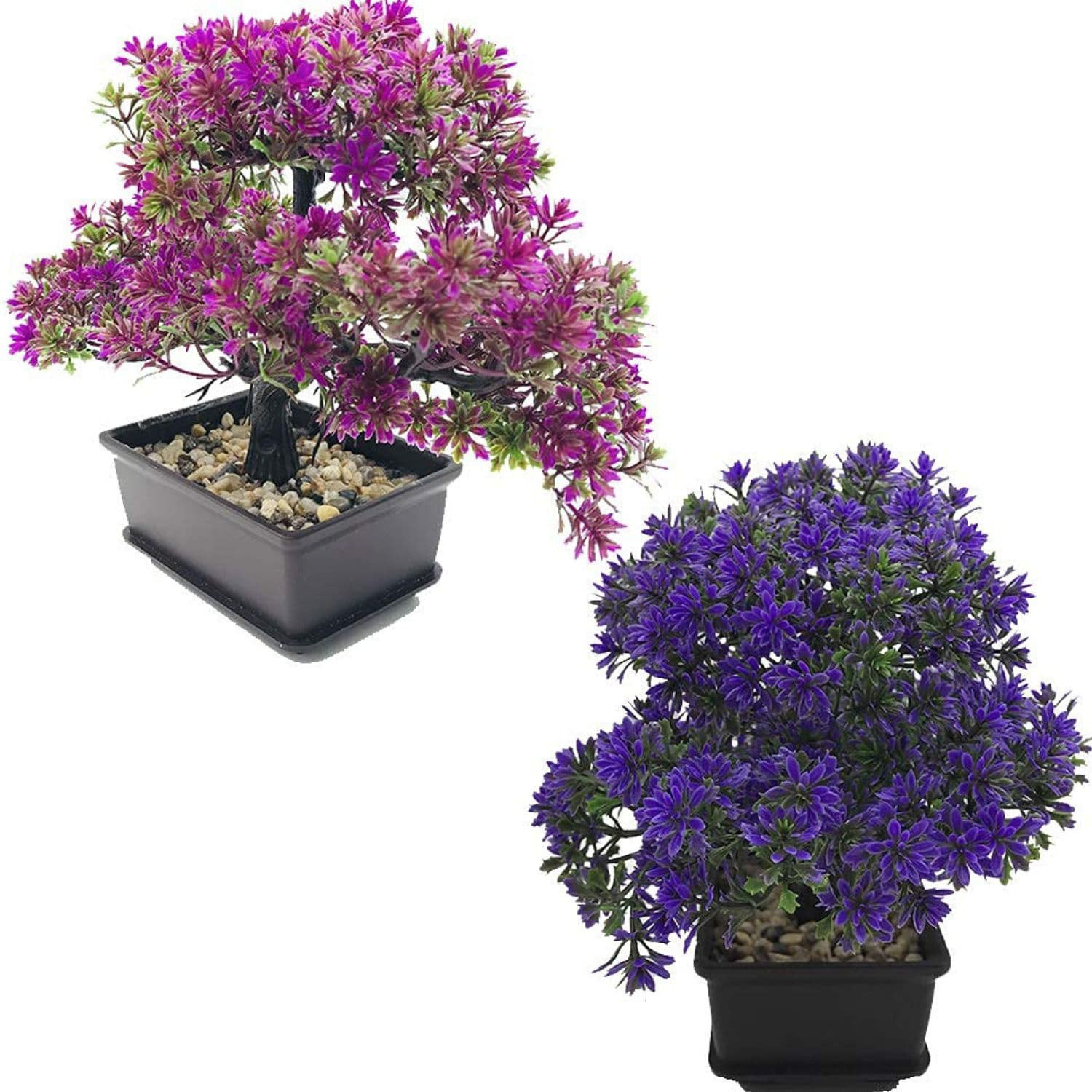 Primrue 10'' Cedar Plant | Wayfair