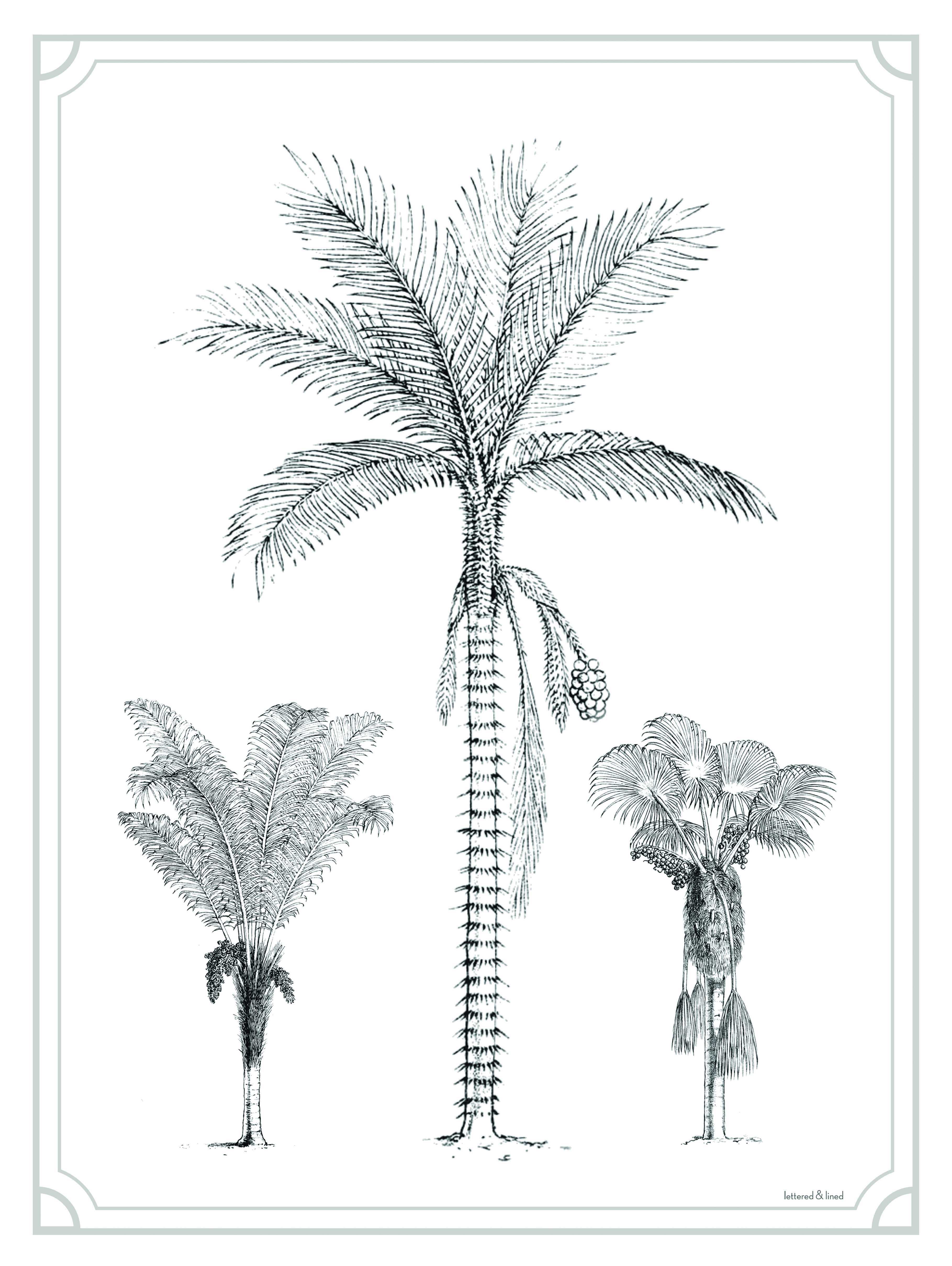 Bay Isle Home™ Palm Trio - Wrapped Canvas Print | Wayfair