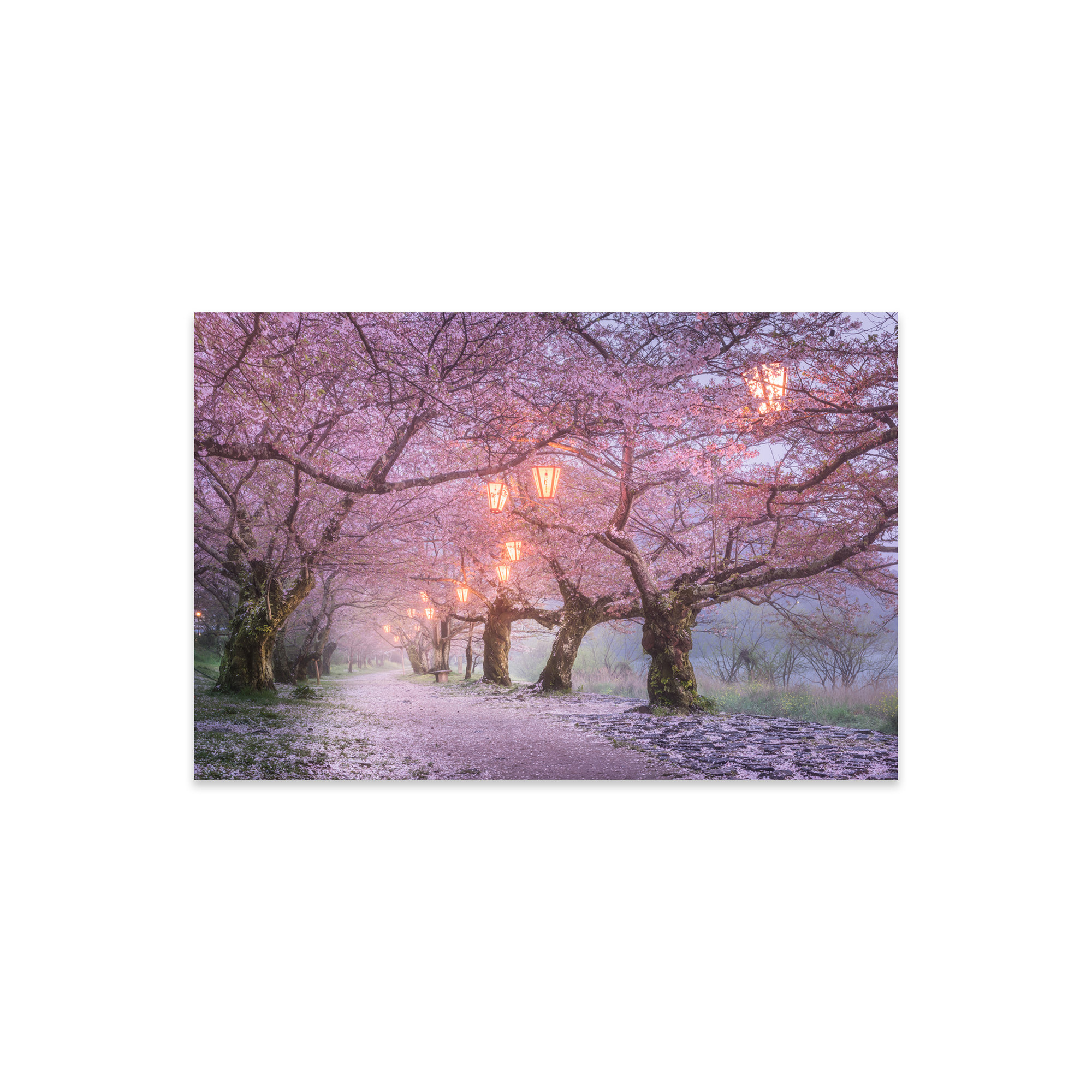 Latitude Run® Heikkila Spring In Japan III On Plastic/Acrylic by Daniel ...