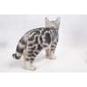 Hi-Line Gift Ltd. Standing American Shorthair Cat Statue & Reviews ...