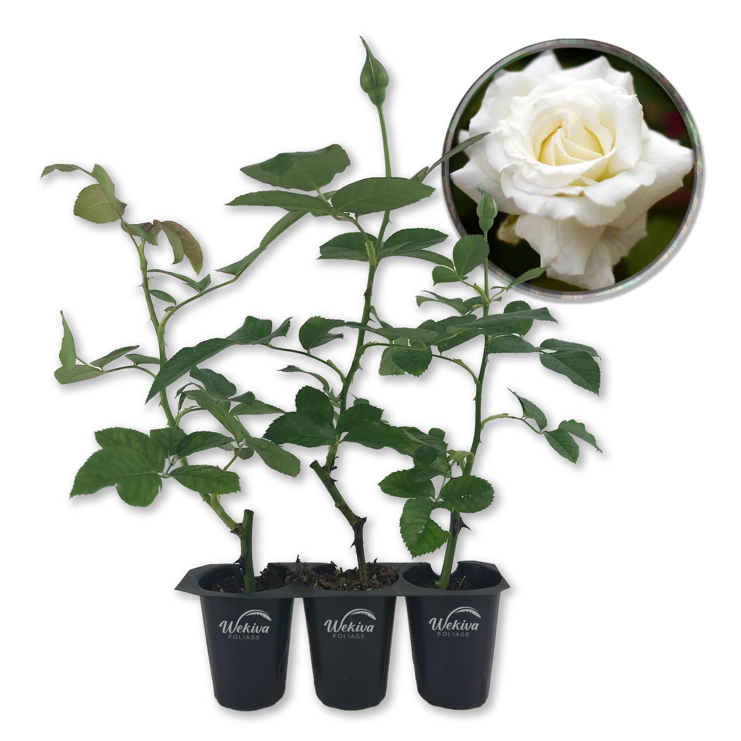 Wekiva Foliage LLC Pope John Paul II Rose Bush - Live Starter Plant in ...