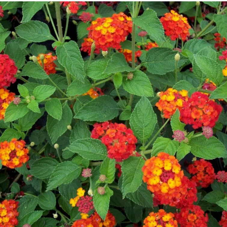 American Plant Exchange Lantana Dallas Red, 6-Inch Pot, Red & Orange ...