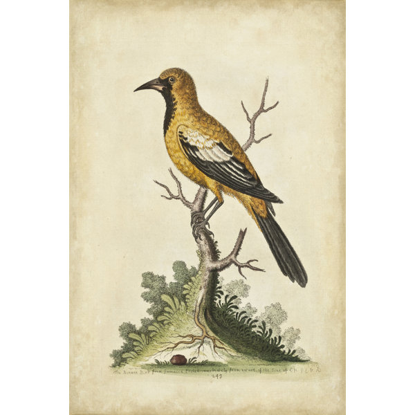 Rosalind Wheeler Edwards Gold Finch by George Edwards - Wrapped Canvas ...