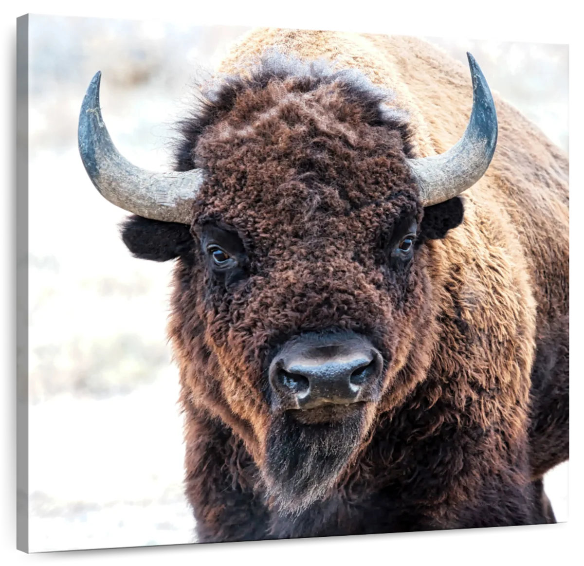 Ebern Designs Brampt American Bison - A National Treasure | Wayfair