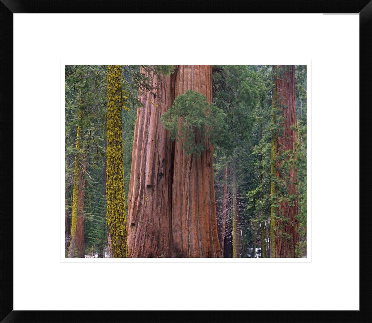 Global Gallery Giant Sequoia Trees, California by Tim Fitzharris ...