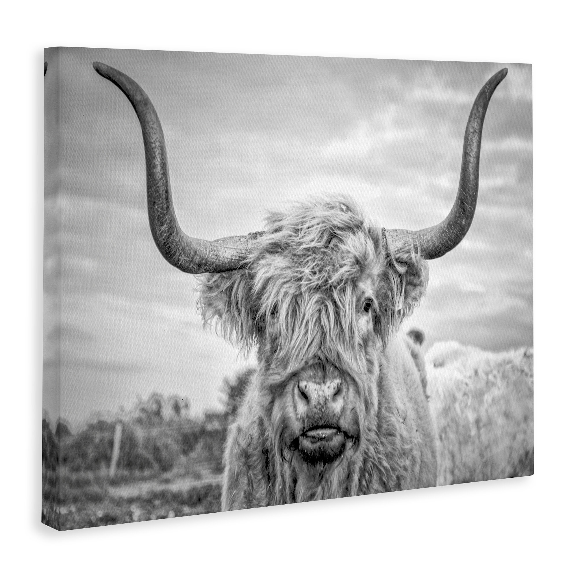 Union Rustic Highland Cow - Picture Frame Photograph Print on Canvas ...