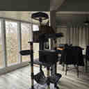 Archie & Oscar™ Timmins 78.3" Multi-Level Cat Tree with Cat Scratching ...