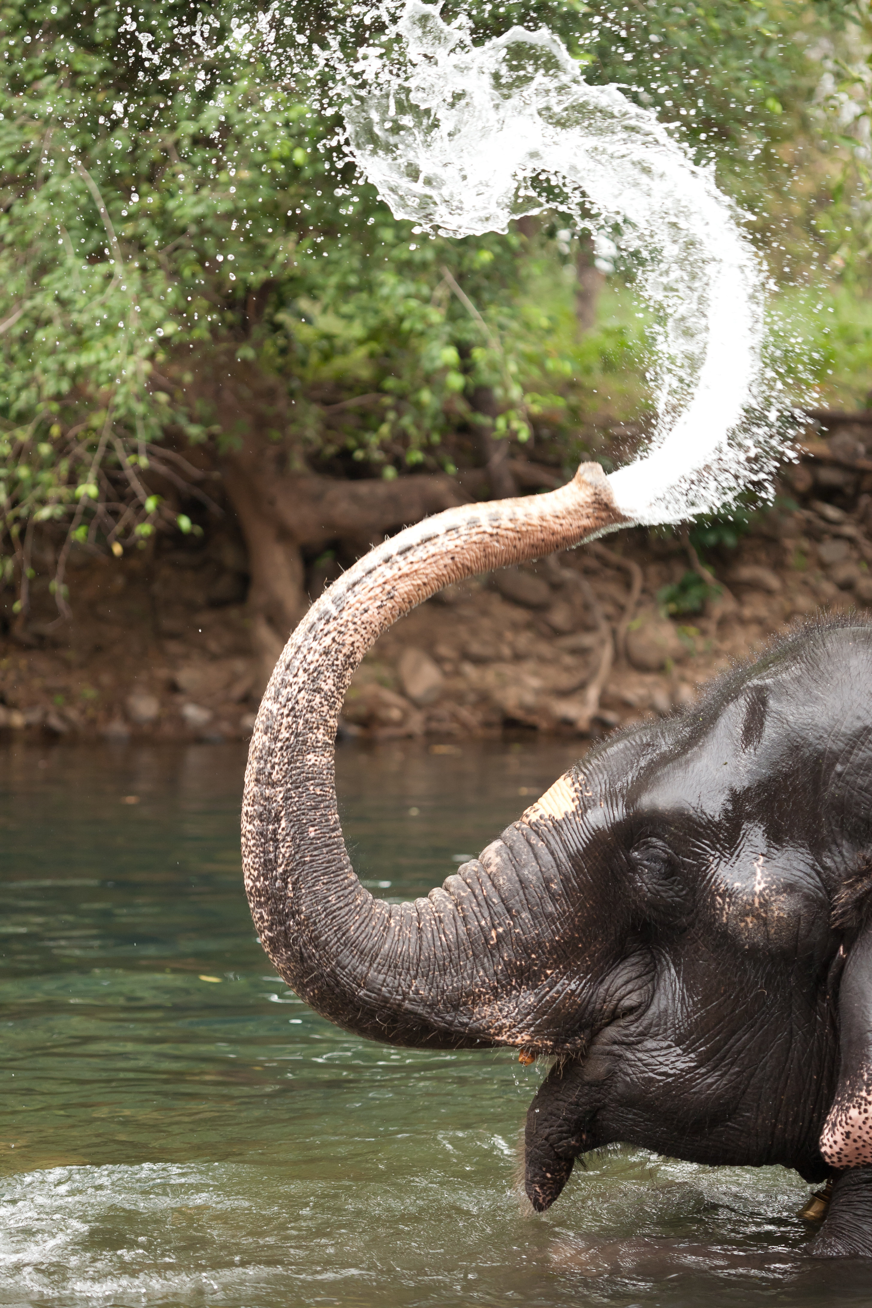 Millwood Pines Elephant Shower by Geoleo - Wrapped Canvas Photograph ...