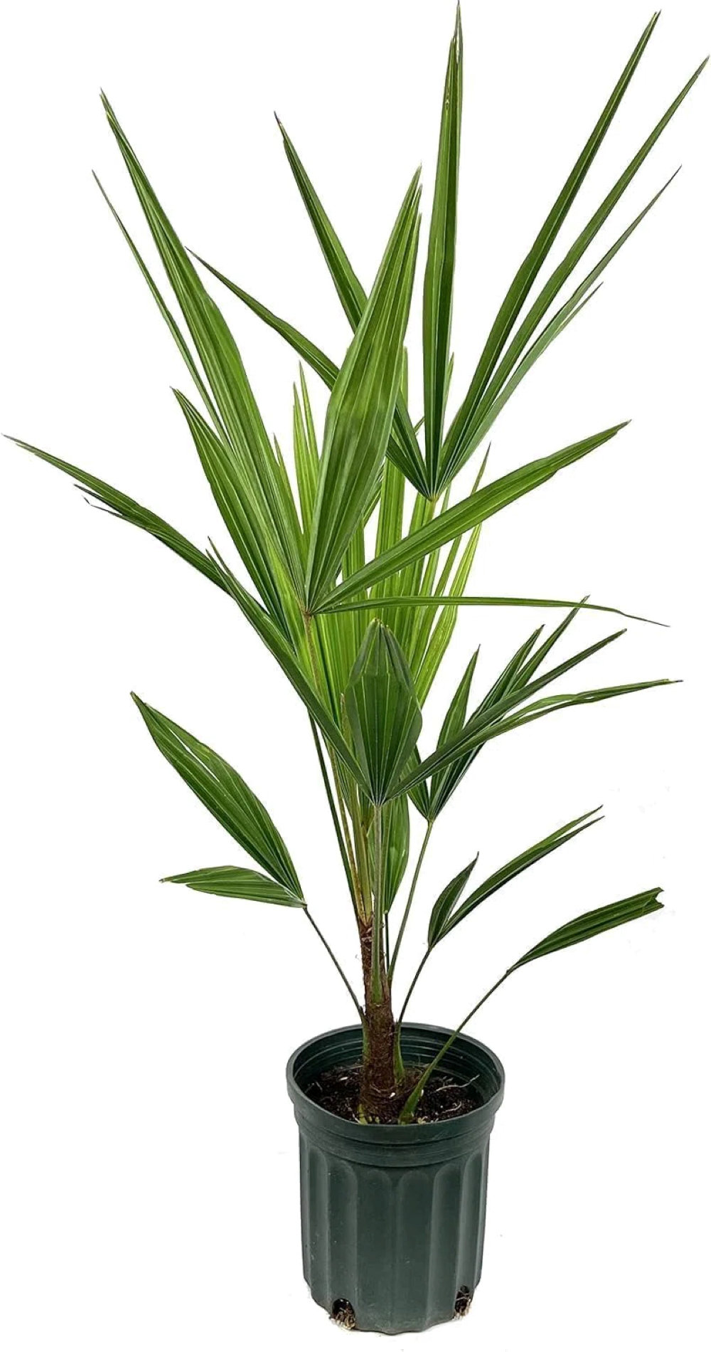 Wekiva Foliage LLC Windmill Palm - Live Plant in a 6 Inch Growers Pot ...