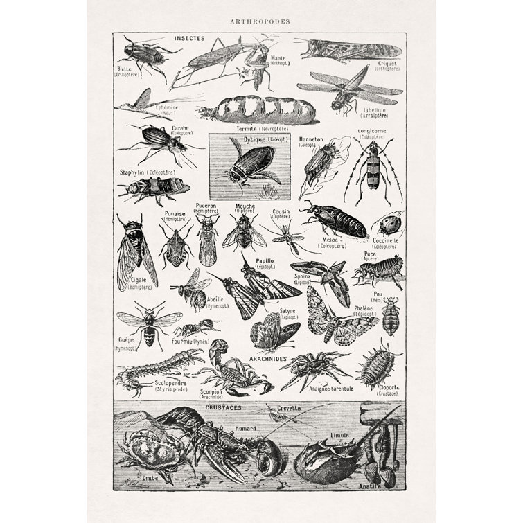 August Grove® 19Th Century Illustration About Arthropods On Canvas by ...