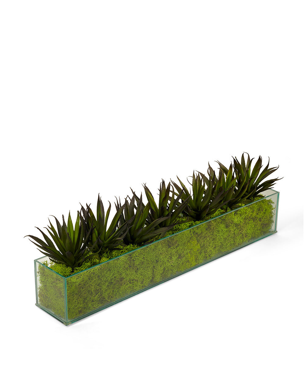 T&C Floral Company Geometric Agave in Rectangular Glass Box with Green ...