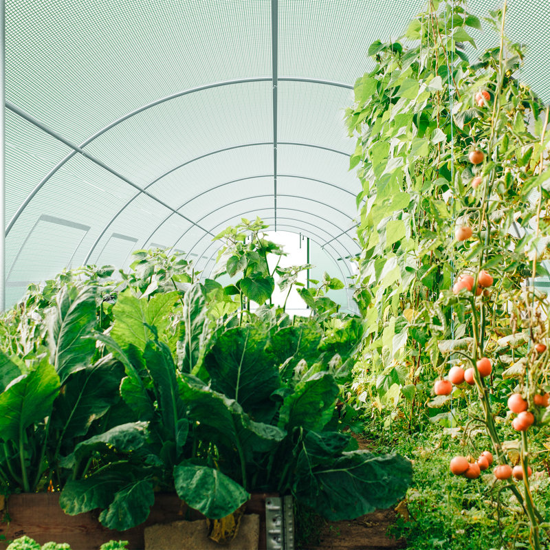 Arlmont & Co. Tameera 11'9 W x 26'2 D Hobby Greenhouse & Reviews | Wayfair