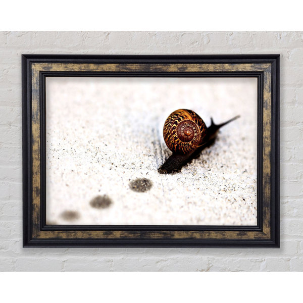 Bright Star Snail Track Macro - Single Picture Frame Print | Wayfair.co.uk