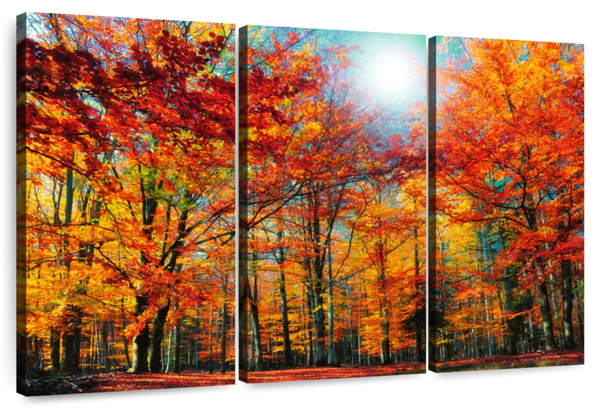 Millwood Pines Autumn Season Beech Trees | Wayfair