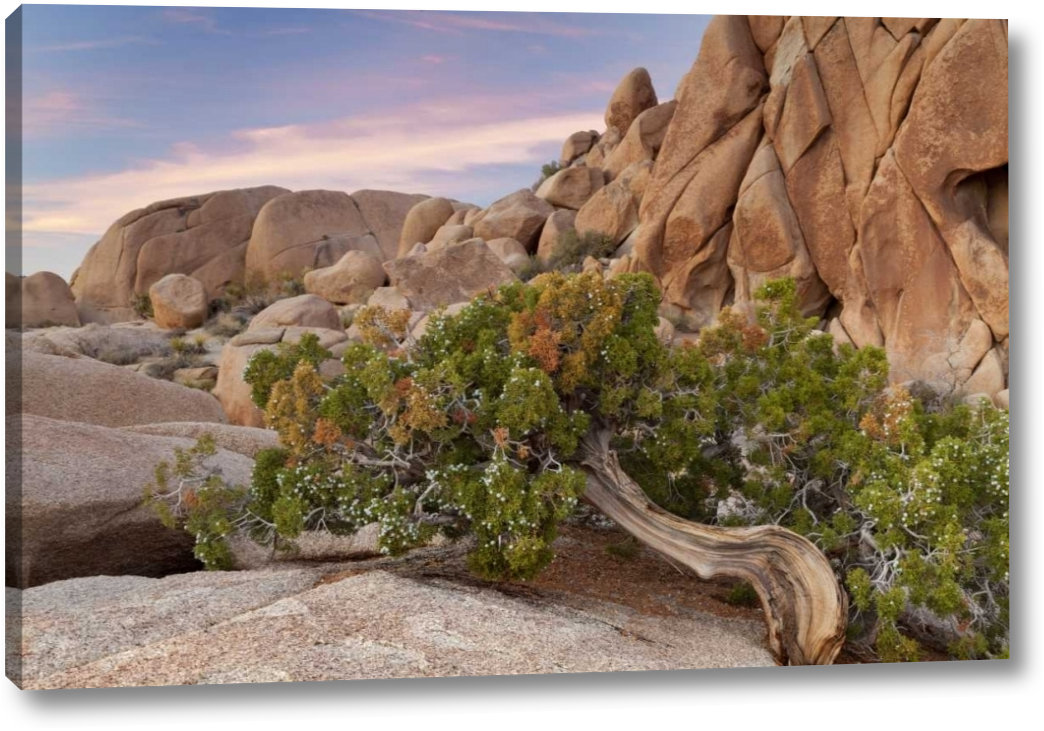 Millwood Pines California, Joshua Tree Np Wind-Blown Juniper by Don ...