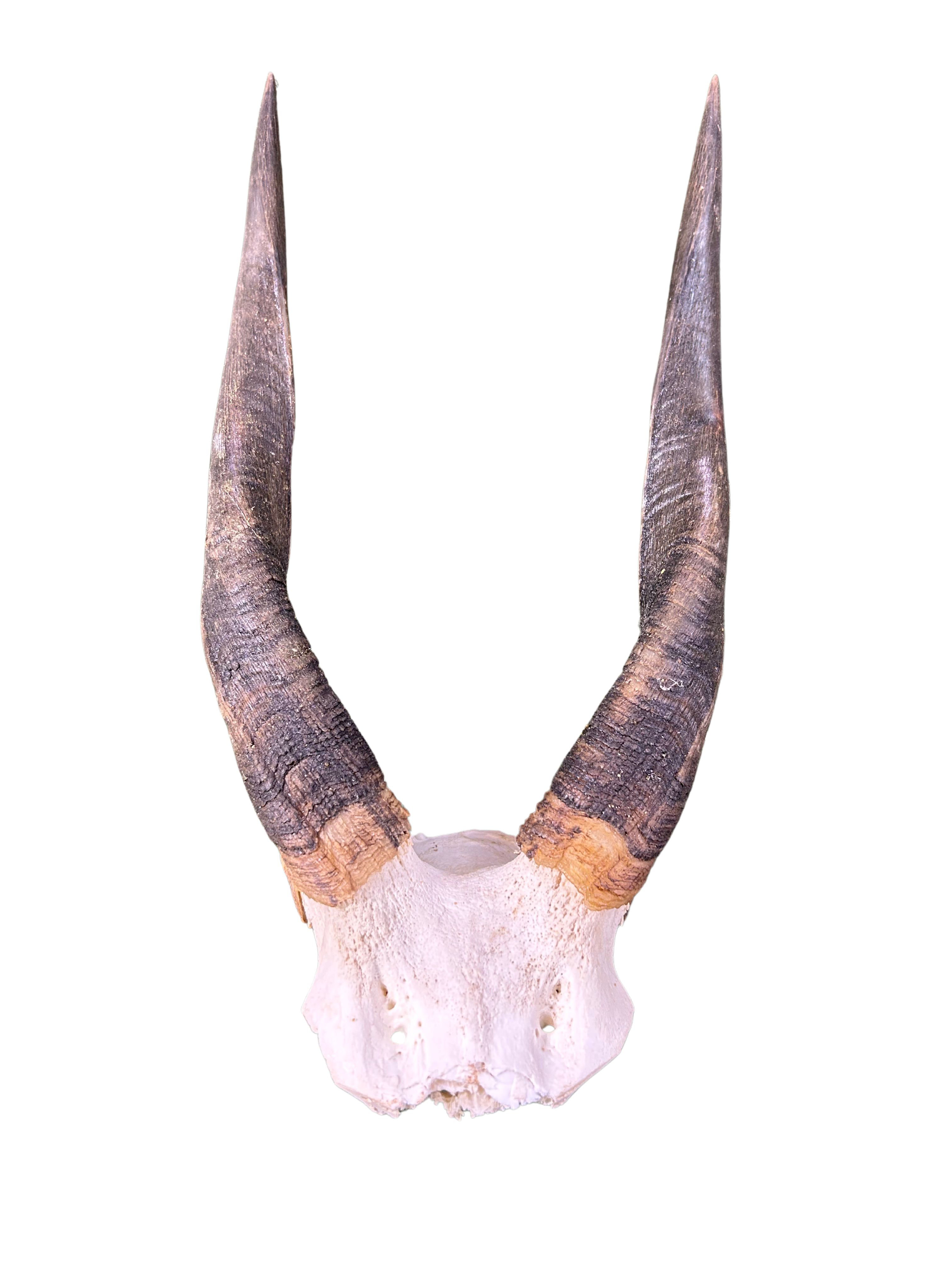 Loon Peak® Real Bushbuck Antelope Skull | Wayfair