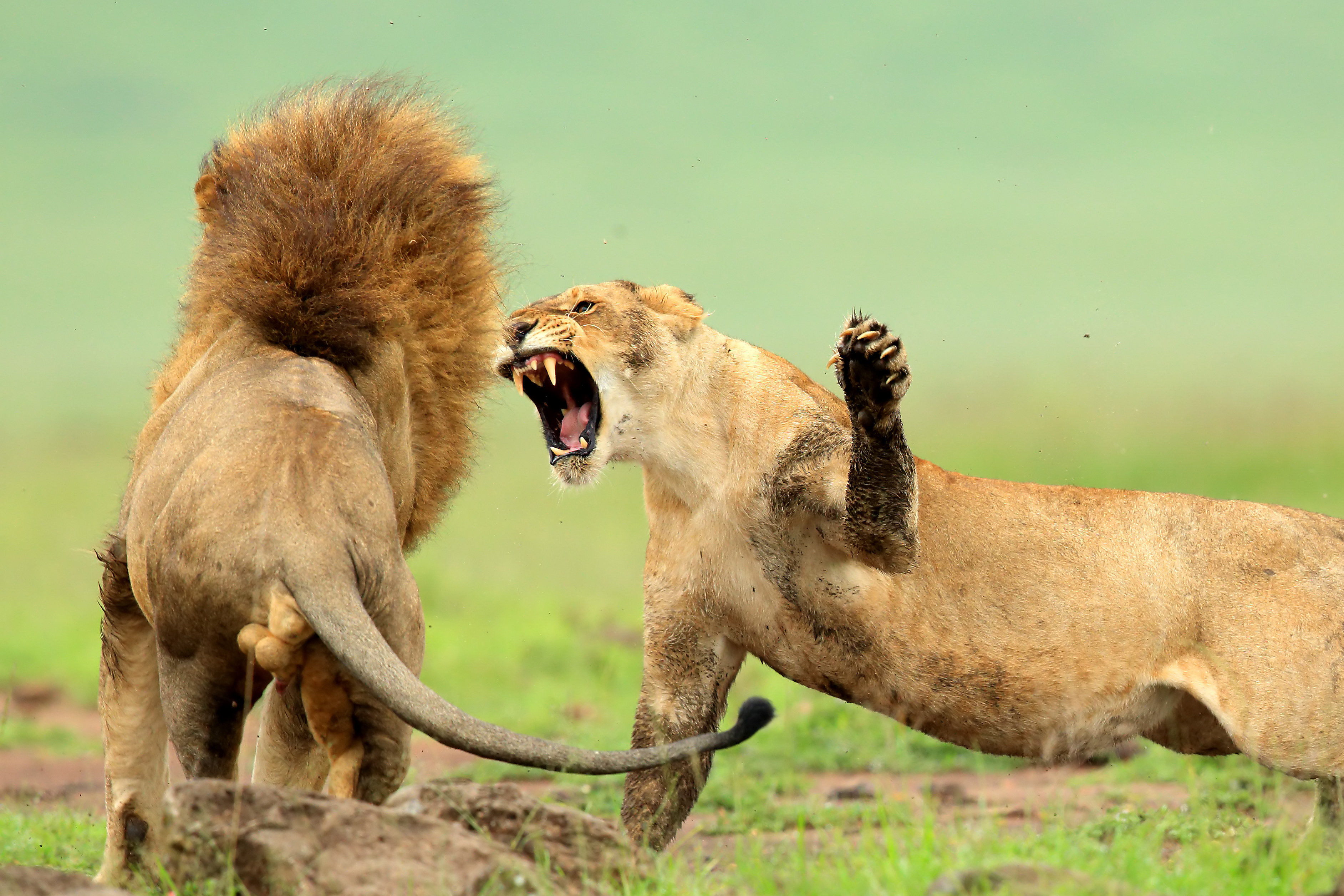 Ebern Designs Angry Lion by Timur_T - Wrapped Canvas Photograph | Wayfair