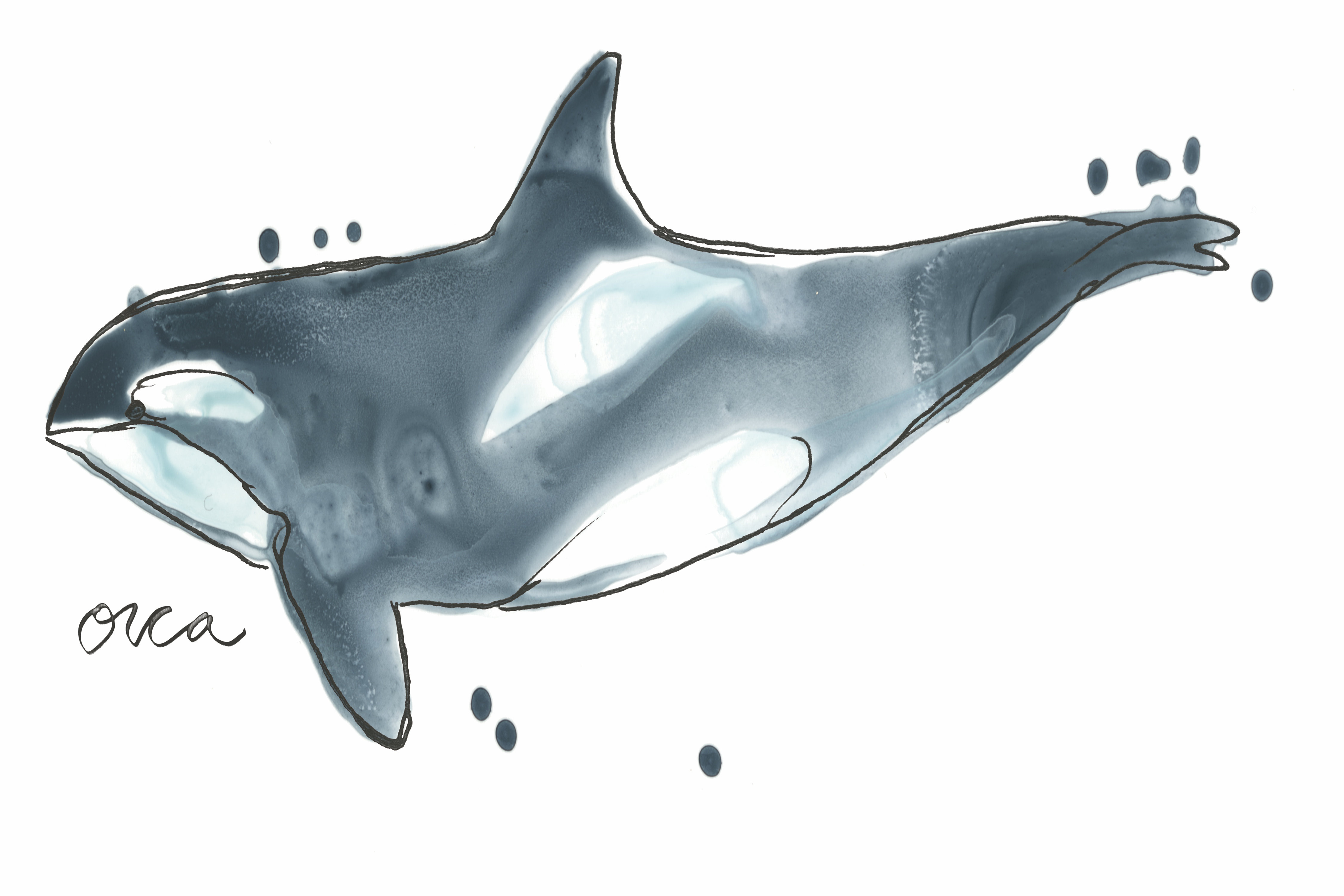 Longshore Tides Cetacea Orca Whale by June Erica Vess - Wrapped Canvas ...