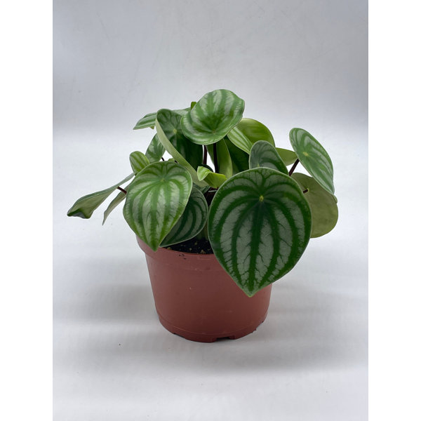 Florida House Plants Watermelon Peperomia 6 Inch Peperomia Argyreia ...