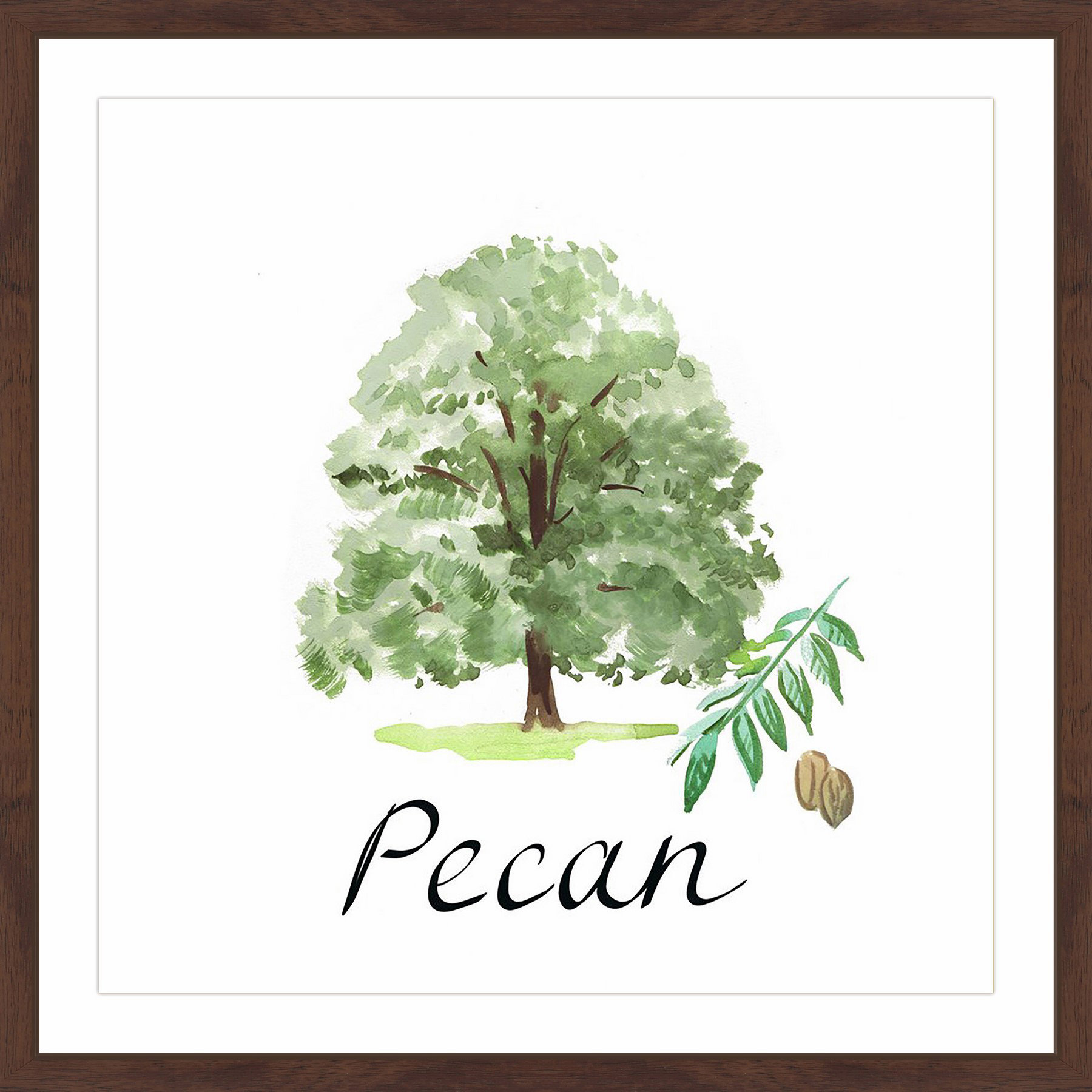 Red Barrel Studio® 'Pecan Tree' Watercolor Painting Print | Wayfair