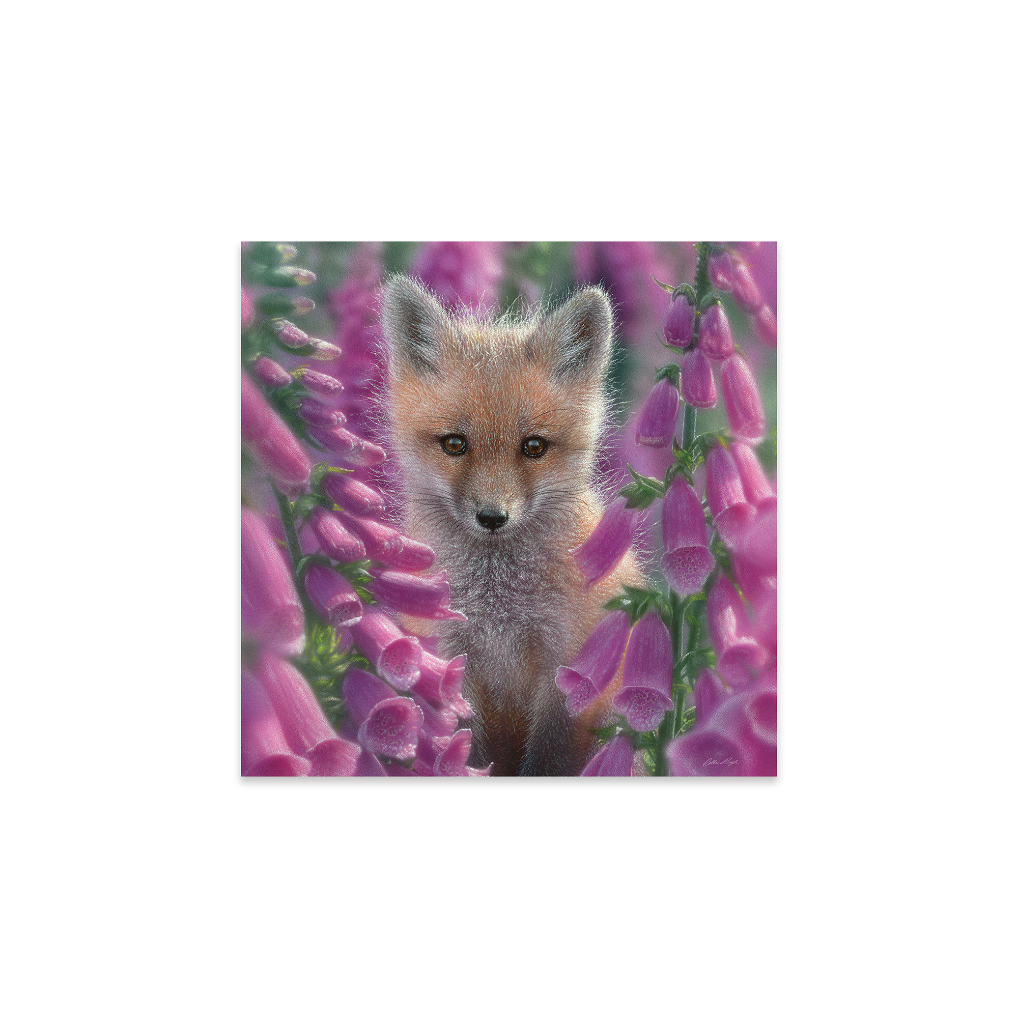 Ebern Designs Foxgloves - Red Fox, Square On Plastic/Acrylic by Collin ...