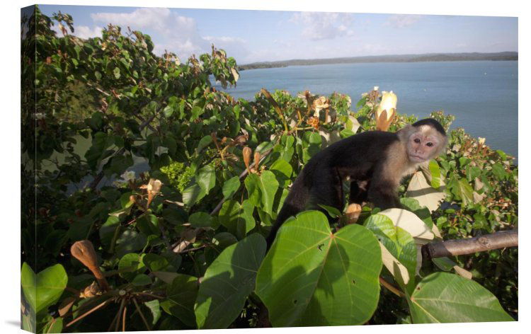 East Urban Home 'White-Faced Capuchin in Canopy, Barro Colorado Island ...