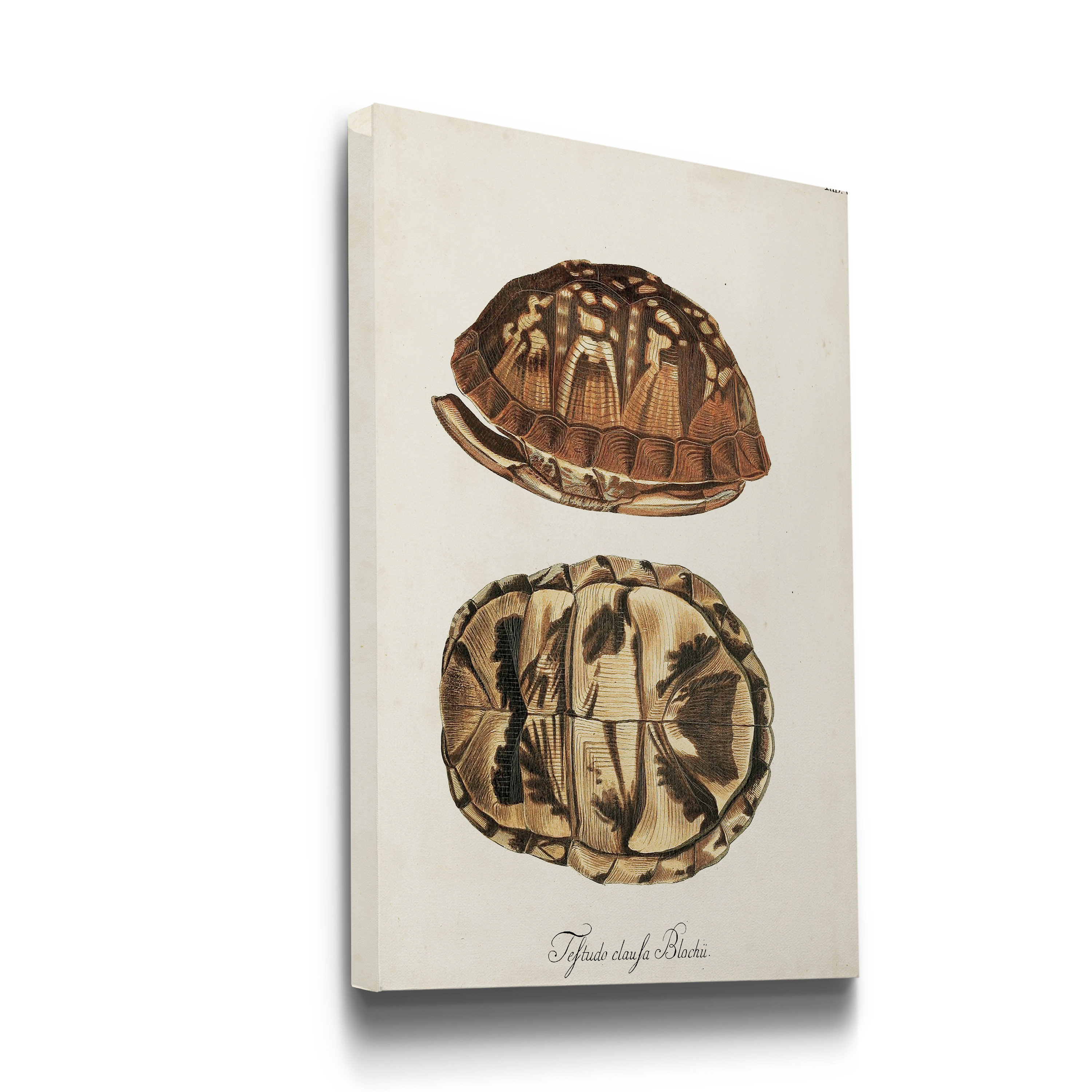 Bay Isle Home™ Antique Turtles & Shells III - Print on Canvas - Wayfair ...