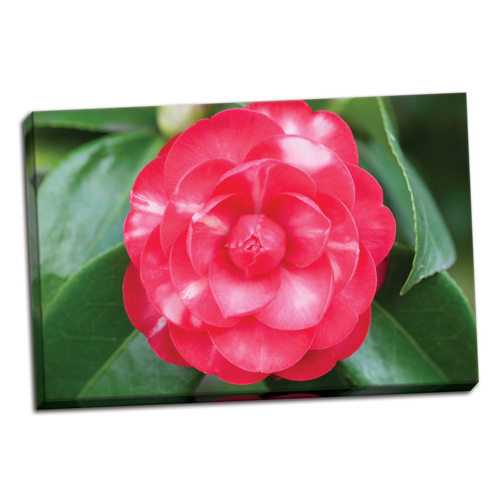 Ebern Designs 'Camellia Flower 1' Photographic Print on Wrapped Canvas ...