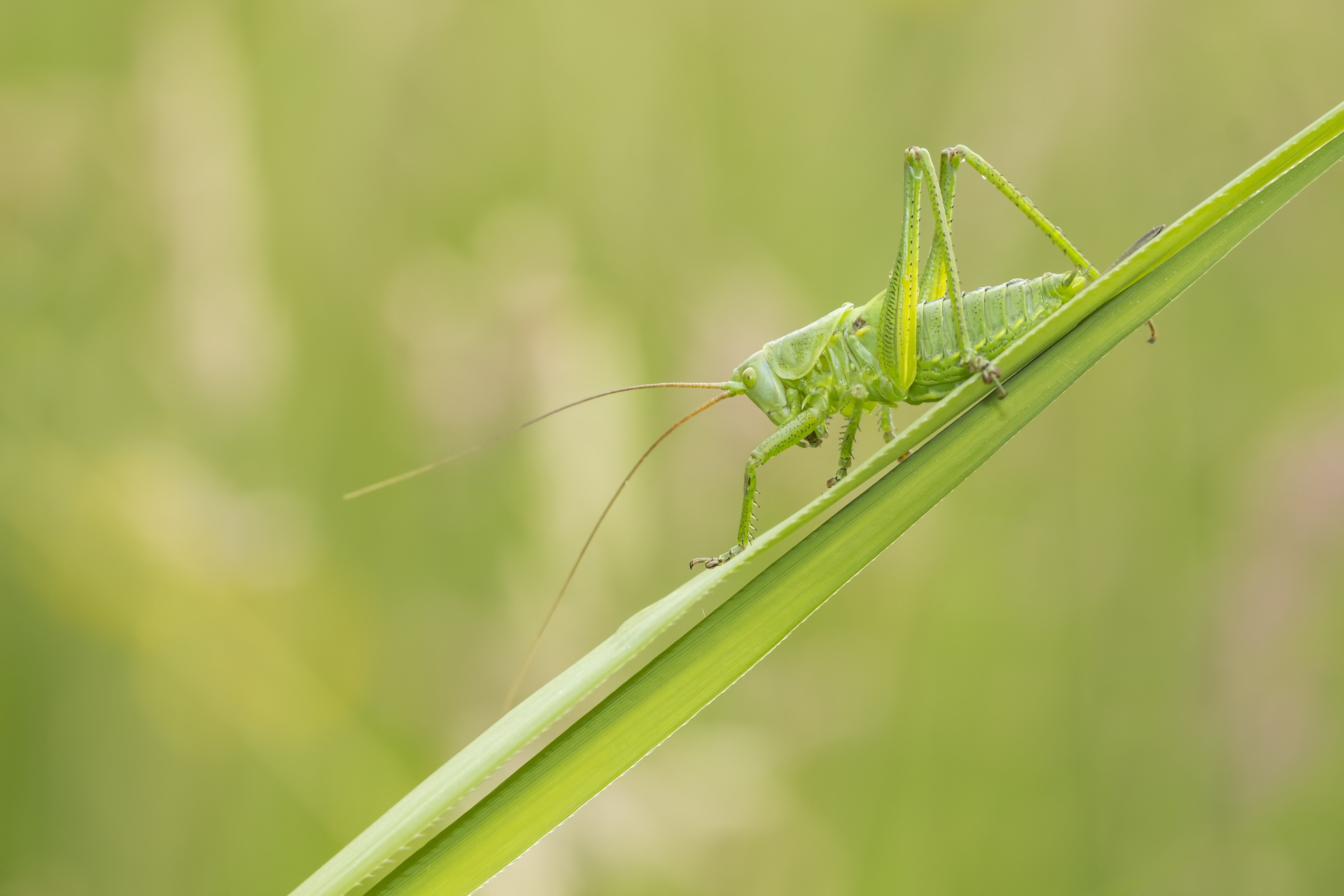 Hokku Designs Forlini Great Green Bush-Cricket On Canvas by Sander ...