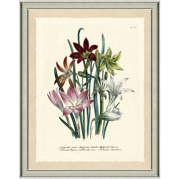 Vintage Print Gallery Botanical Grouping II by Vintage Print Gallery ...