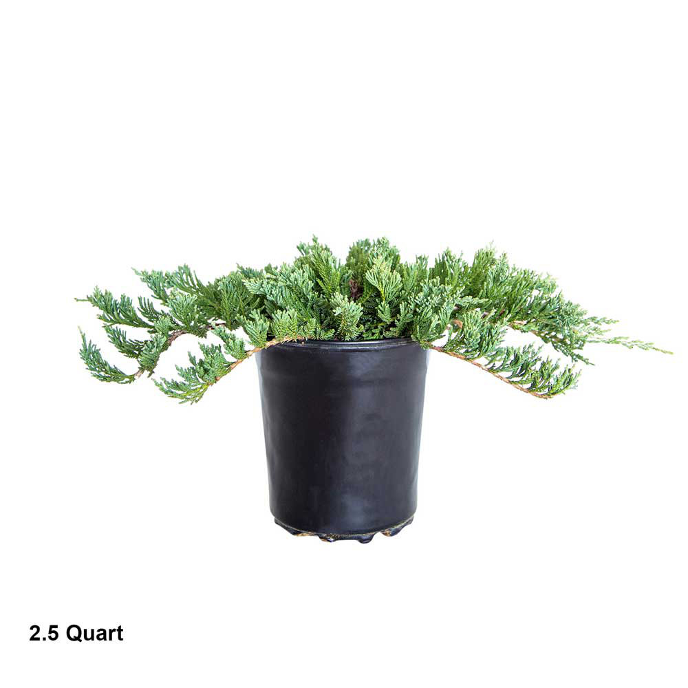 Plants by Mail 2.5 Qt. Blue Rug Juniper - Low-growing Evergreen Shrubs ...