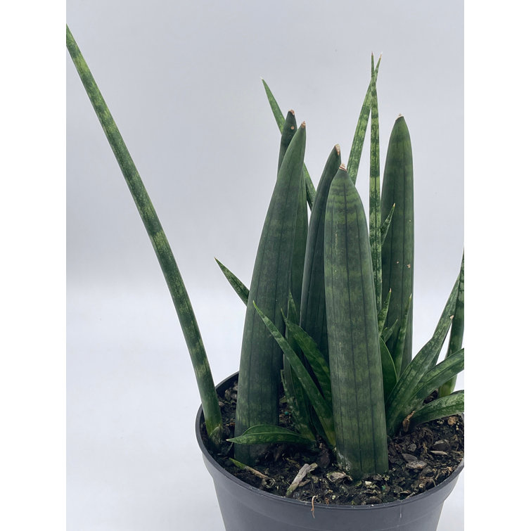 Florida House Plants Sansevieria Boncel Cylindrica 6 Inch | Wayfair