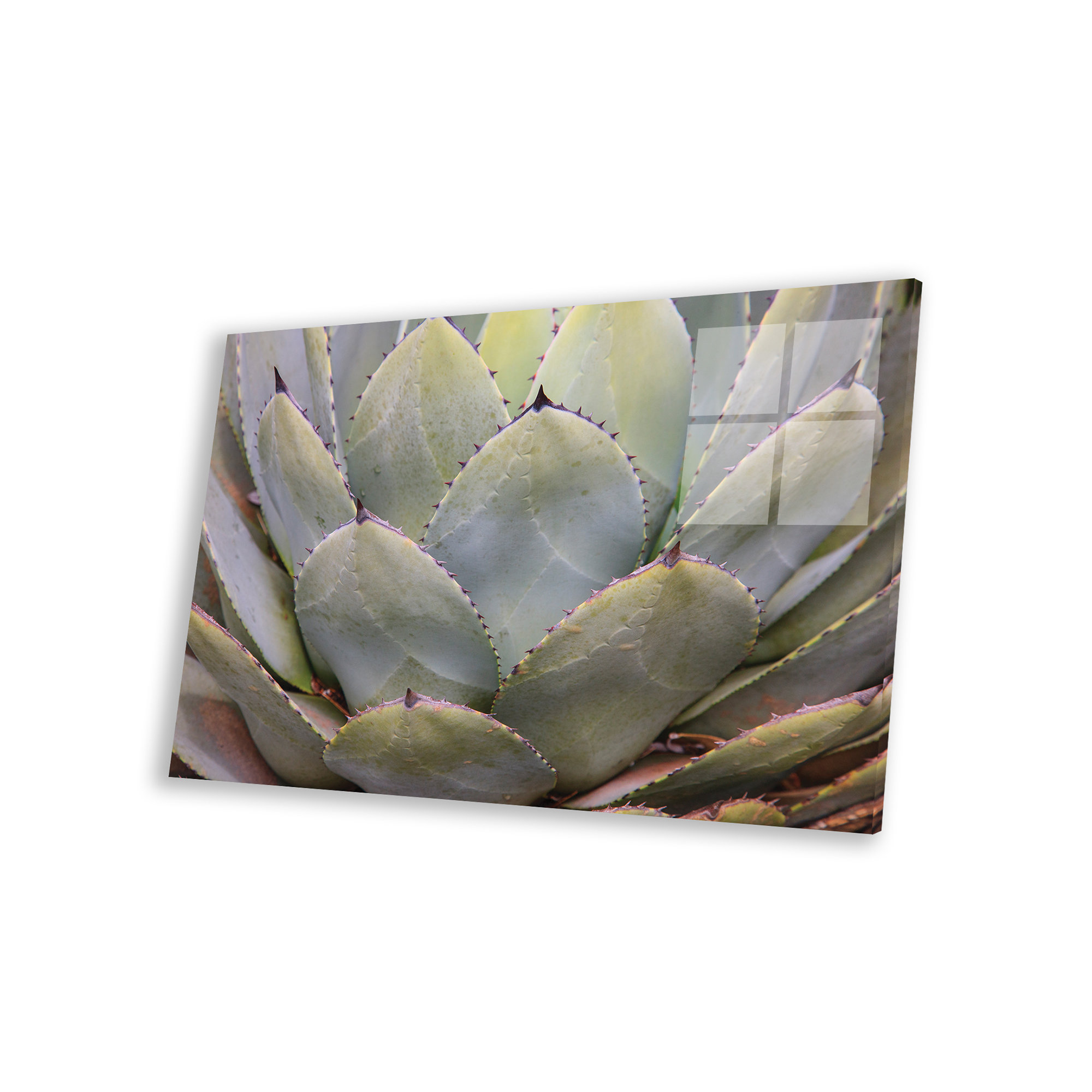 Dakota Fields Parry'S Agave Or Mescal Agave. Print On Acrylic Glass ...