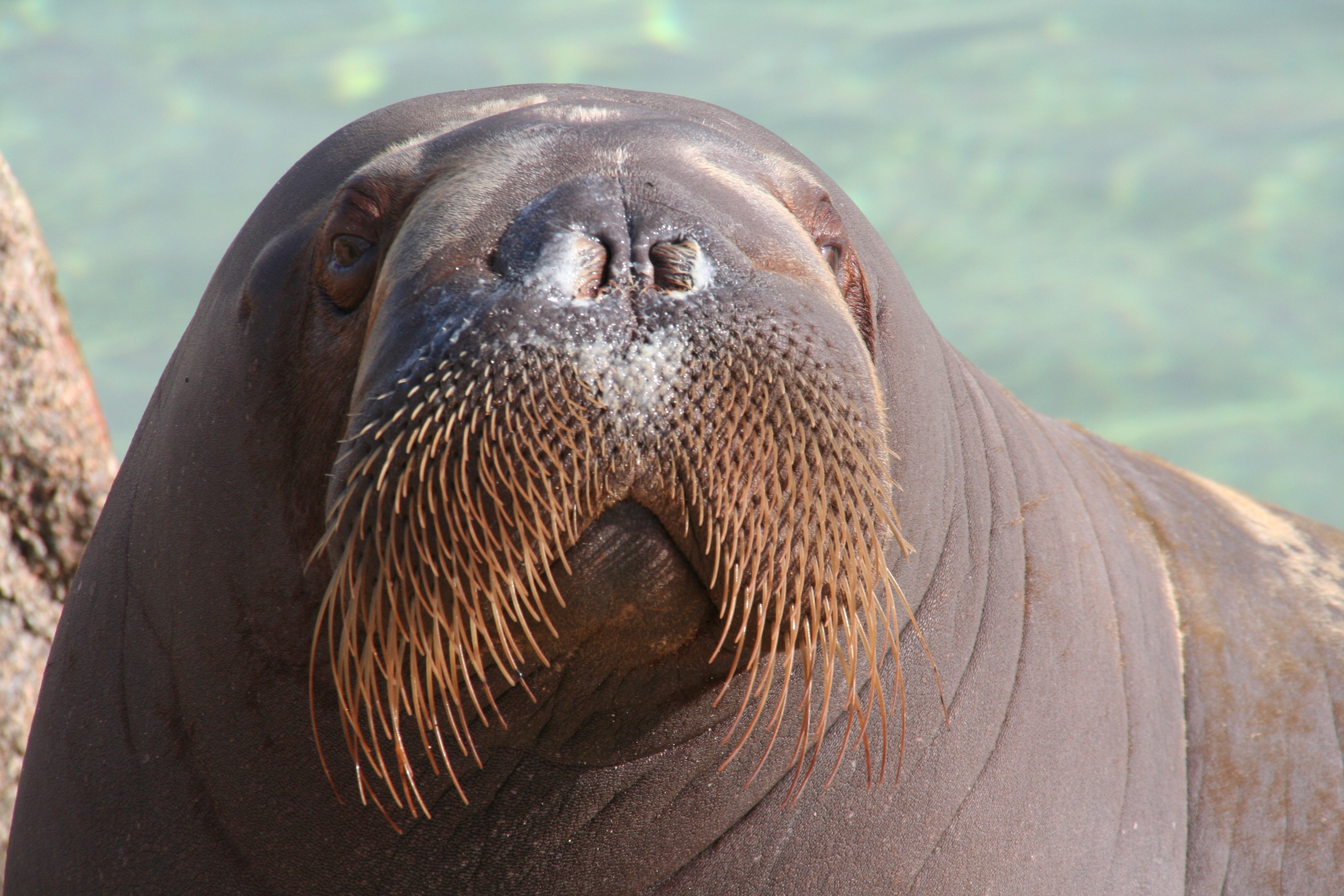 Highland Dunes Close up of Walrus by Henkbentlage - Wrapped Canvas ...