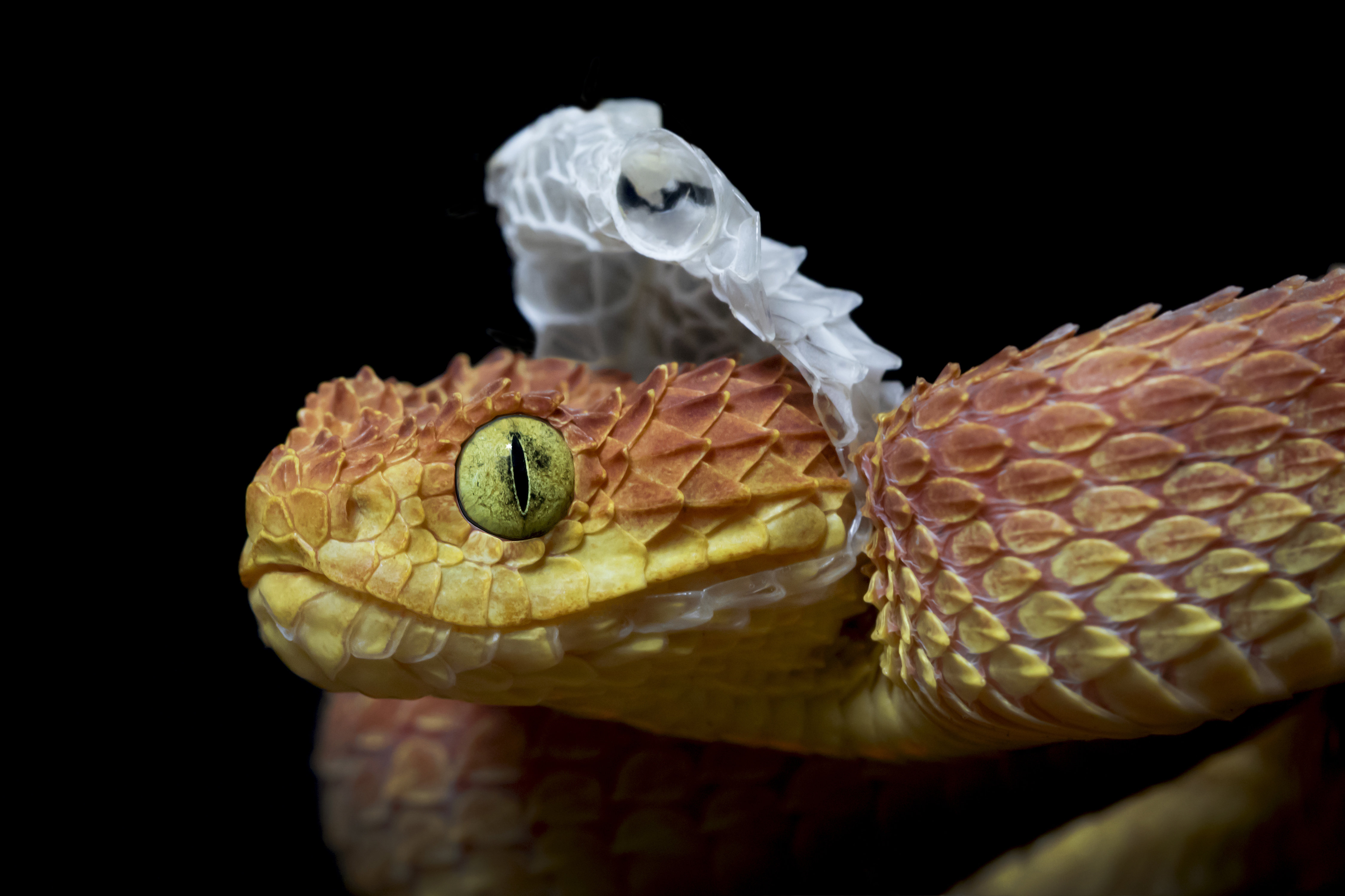17 Stories Viper Snake by Mark Kostich - No Frame Art Prints on Canvas ...