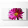 Ebern Designs Single Cerise Daisy - Wrapped Canvas Art Prints | Wayfair ...