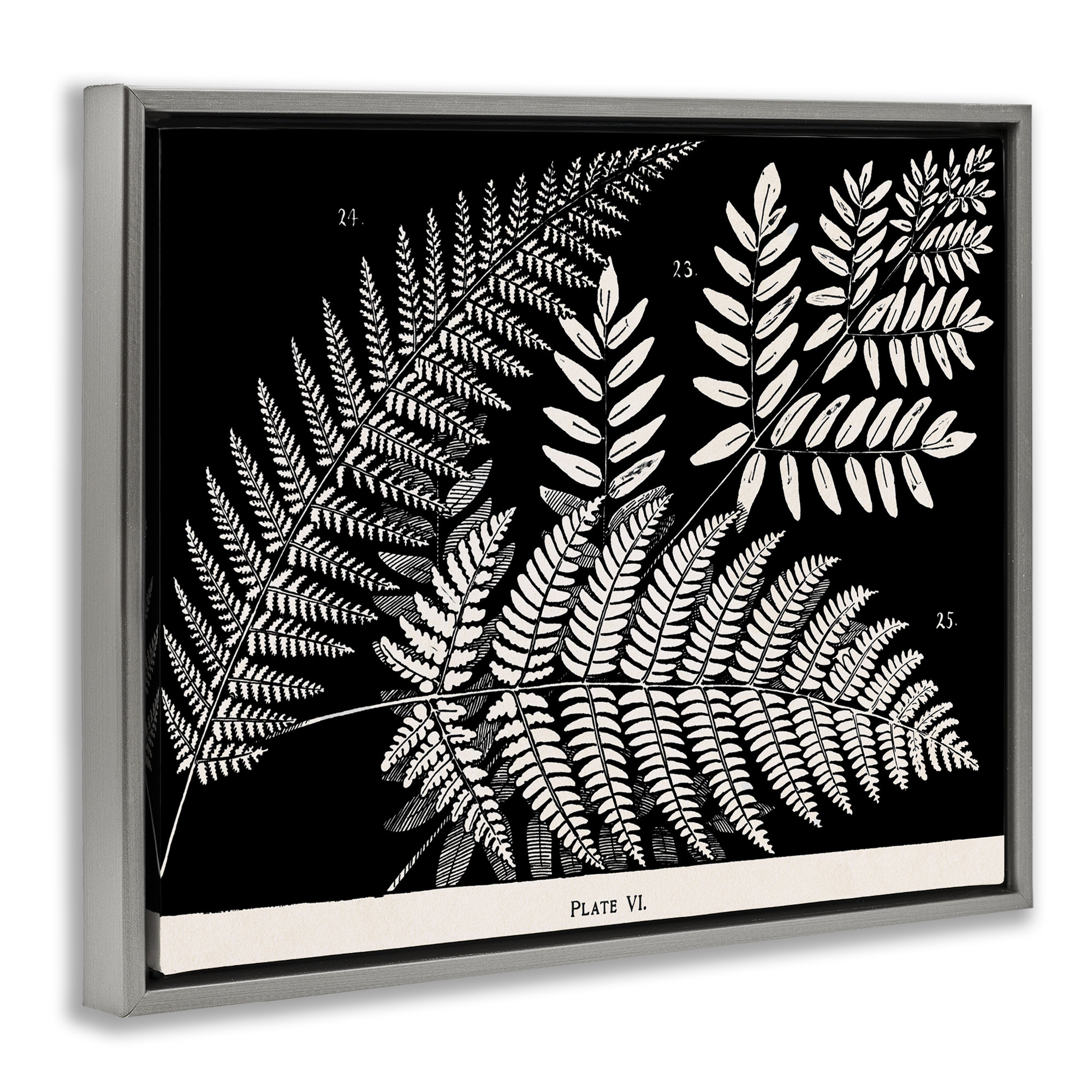 Latitude Run® Fern Varieties on Black Floating Frame, design by ...