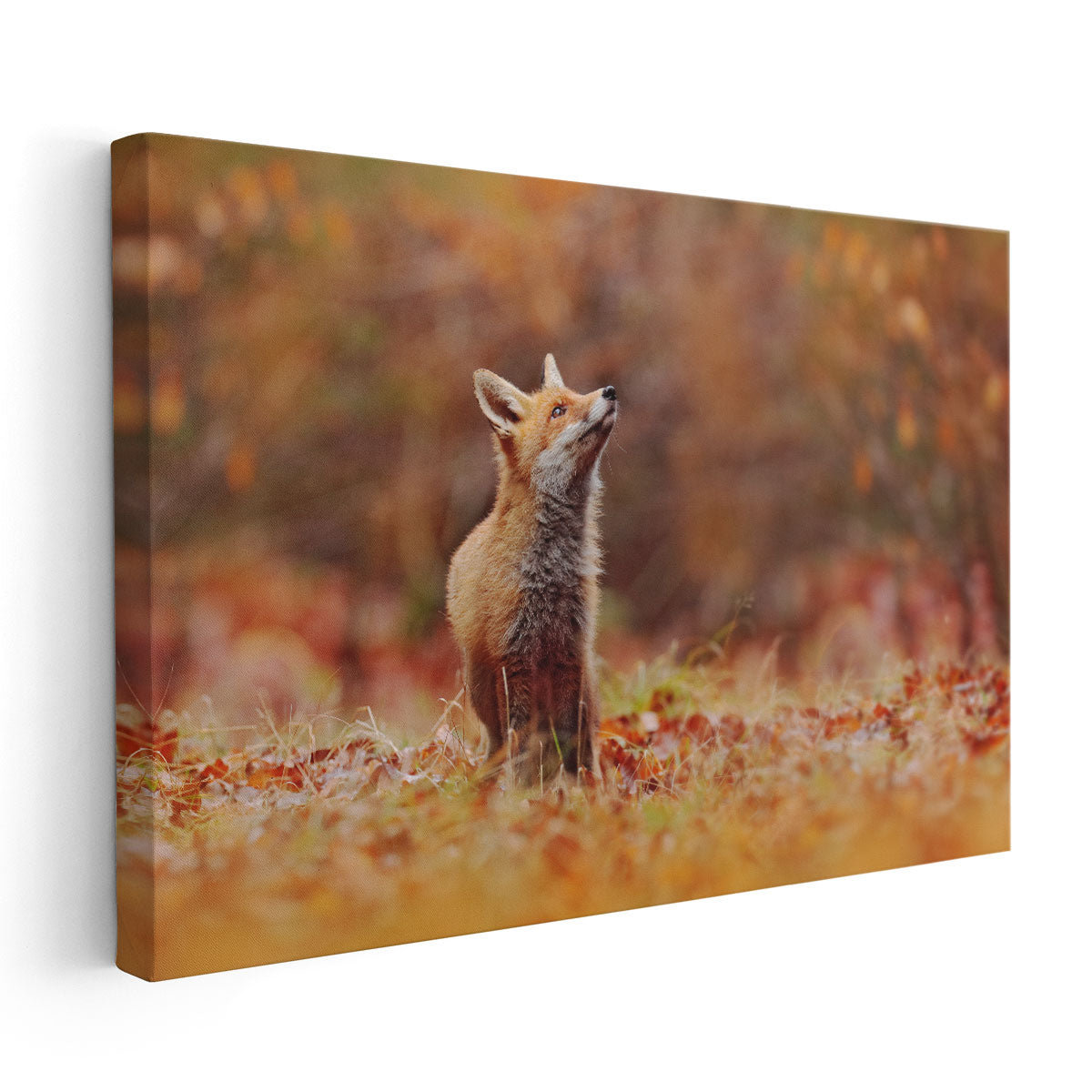 Millwood Pines Cute Red Fox in Fall Forest - Canvas Print Wall Art ...